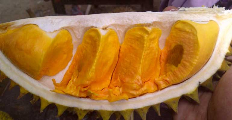 Durian Orange Unggulan Gunungkidul | Jogja Yogyakarta istimewa