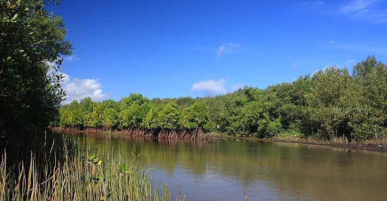 Hutan Mangrove Baros Jadi Potensi Wisata Baru di Bantul Jogja | Jogja ...