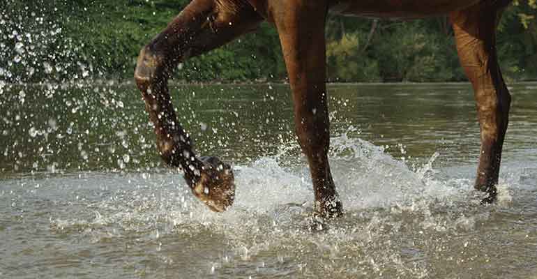 Tempat Wisata di Jogja Terbaru : Berkuda Menyusuri Sungai di Sleman ...