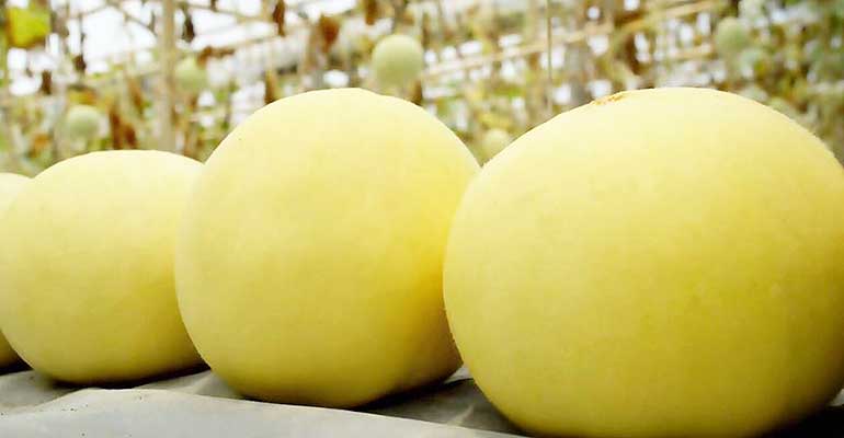 Buah Melon Mini Sebesar Apel diharapkan Jadi Ikon Buah Jogja | Jogja ...