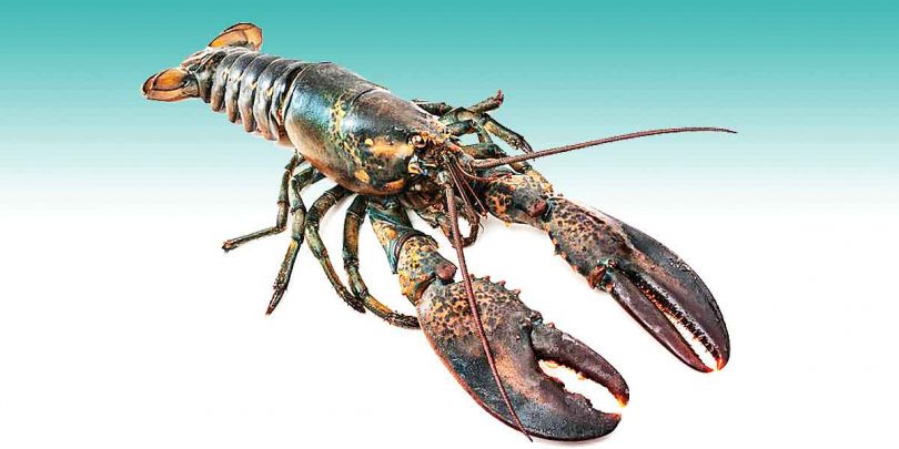 Jogja Salah Satu Penghasil Lobster Terbaik di Indonesia, Ini Lokasinya ...